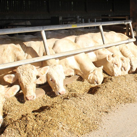 Optimising the Performance of Cattle Fattening | Feedia